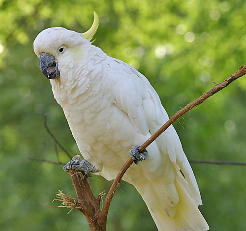 Critter Connection: Love Happens to Cockatoo